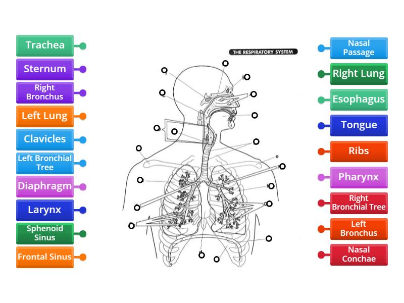 Respitory - Labelled diagram
