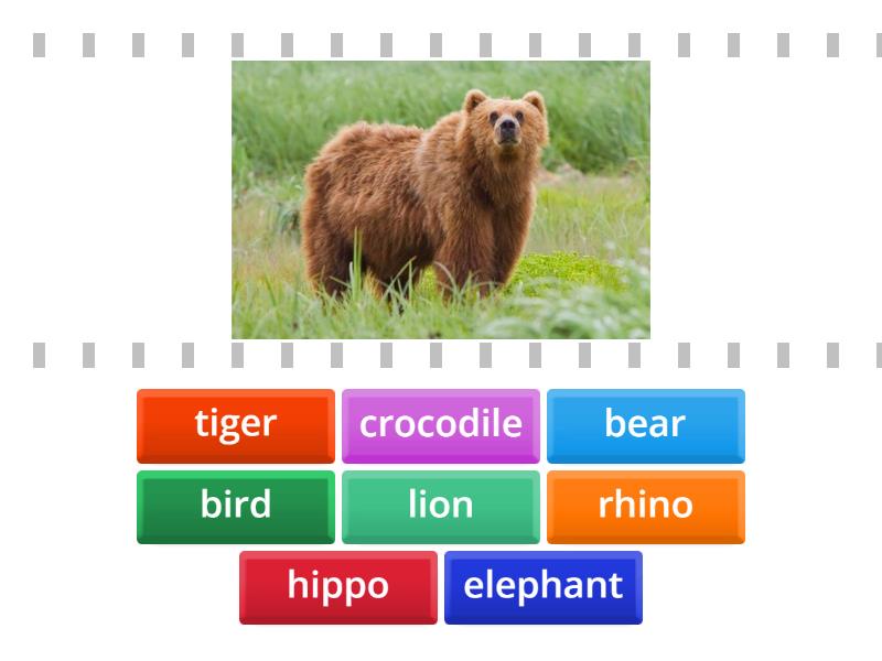 FF starter unit 6 wild animals (+ extra words) - Cada oveja con su pareja