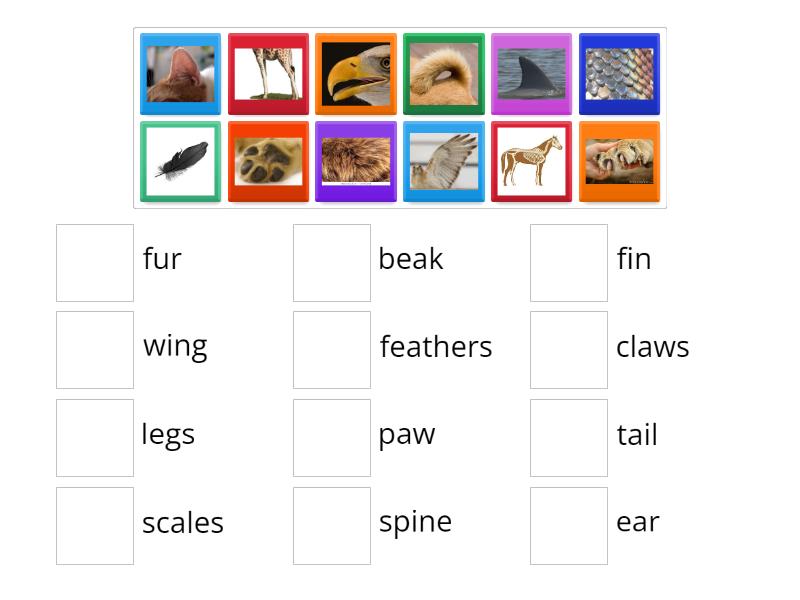 AS4 Unit 8: Animal Body Parts - Match up