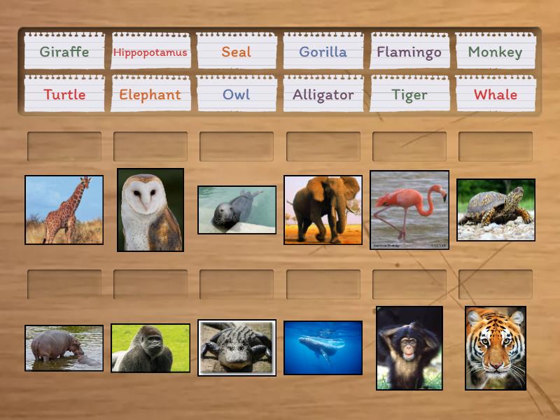 Mammals - Match up