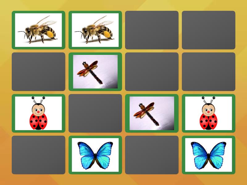 Formare de perechi - Insecte - Matching pairs