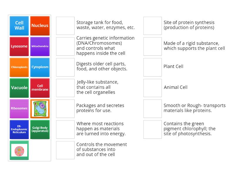 Cell Organelles Functions (Plant and Animal) - Match up