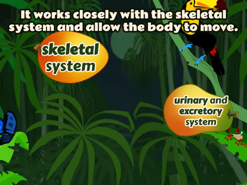 Sci U5 Organ Systems Speed Quiz