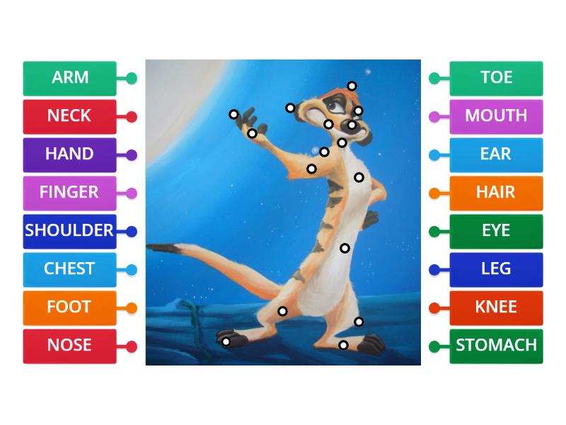 PARTS OF THE BODY - Labelled diagram