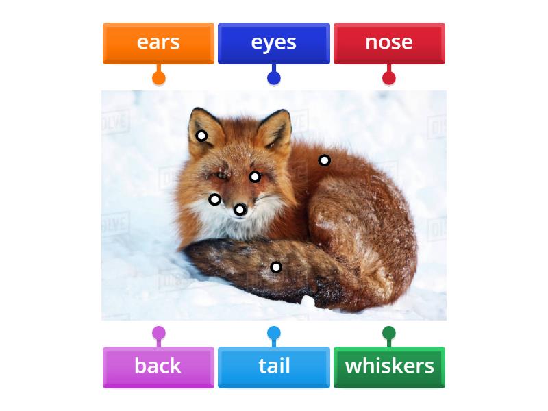 Fox Quiz - Labelled diagram