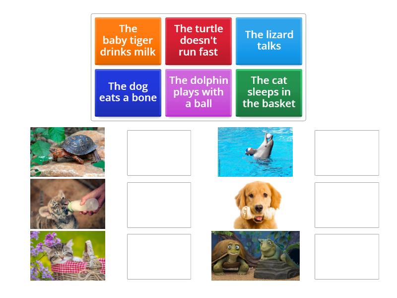 sentences with simple actions and animals - Match up