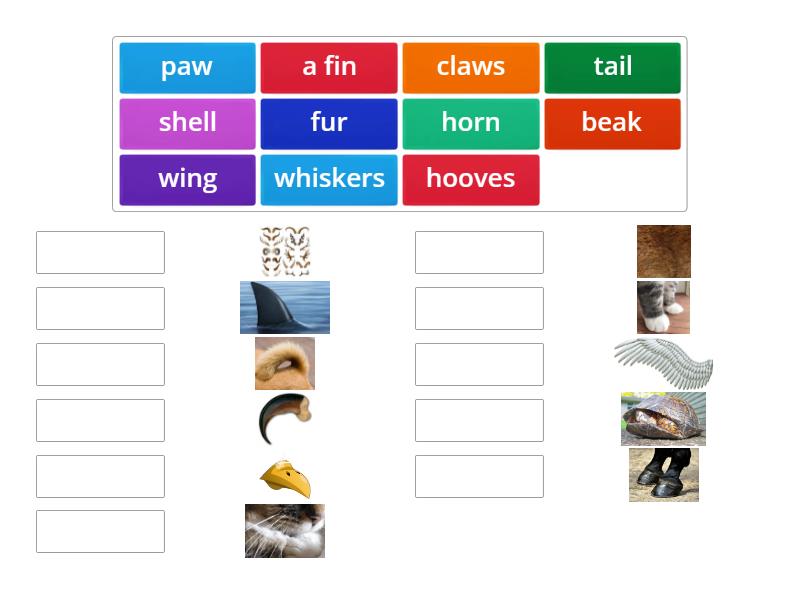 Animals` parts - Match up