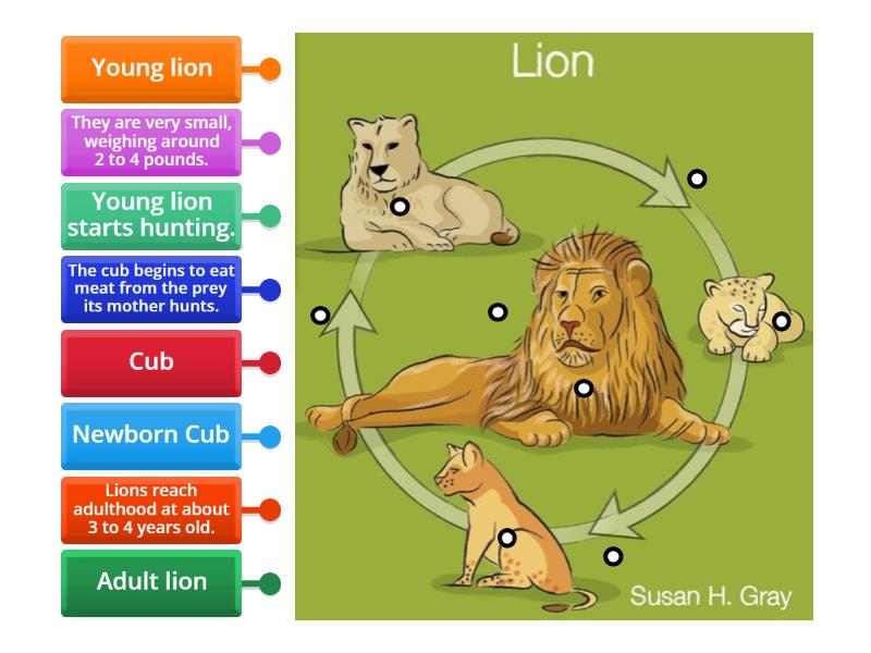 Lion Cycle - Labelled diagram
