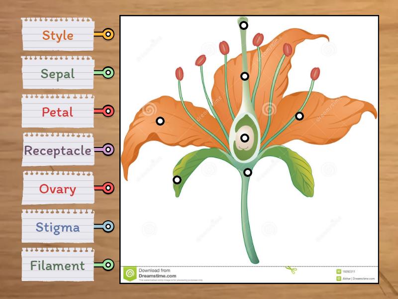 Label a Flower - Labelled diagram