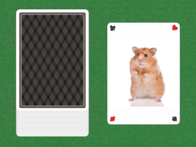 Animals Speaking Cards