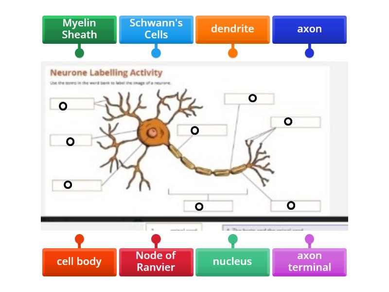 The structure of the typical neuron - 8th grade - Labelled diagram