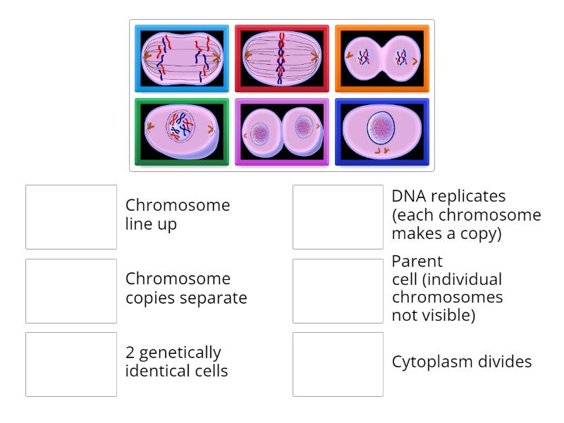 Mitosis Matching Activity - Match up