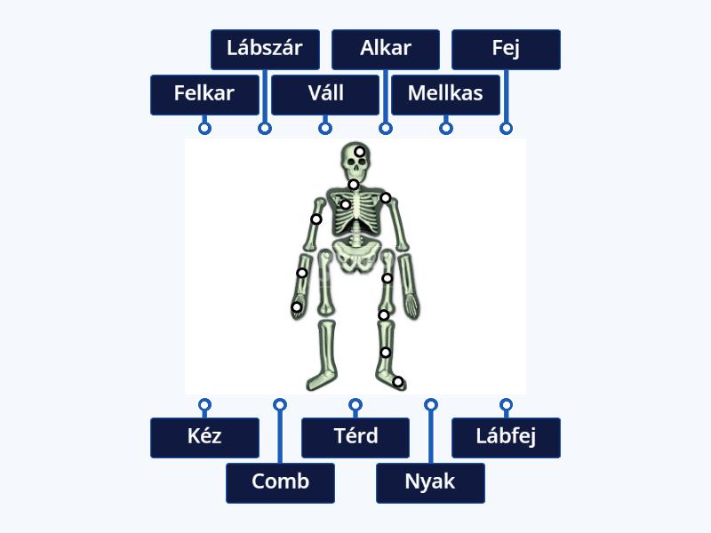 Testrészek (csontváz) - Labelled diagram