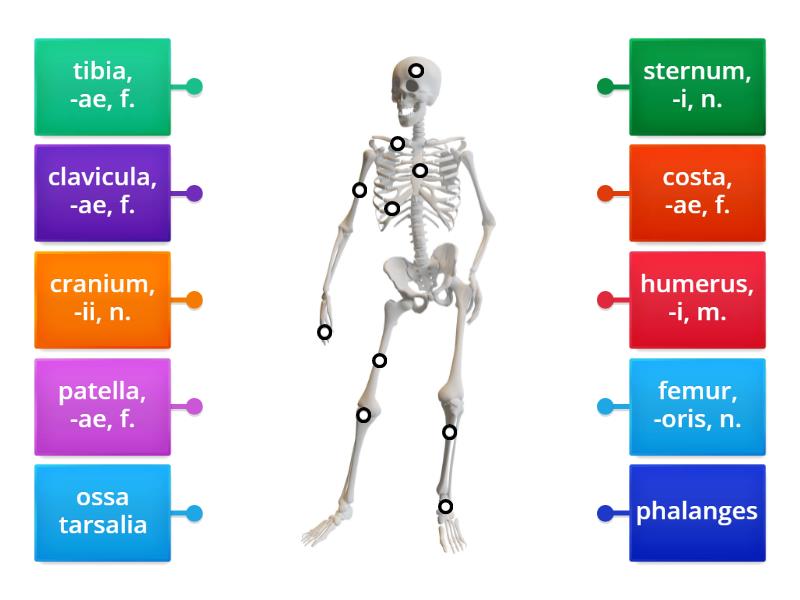 Ossa - Labelled diagram
