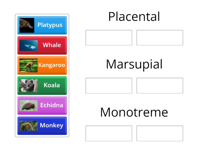 Group the mammals on how they give birth. - Group sort