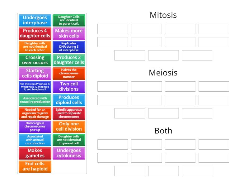 Compare and contrast mitosis and meiosis - Group sort