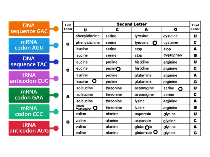 Square Codon Chart - Diagrama con etiquetas