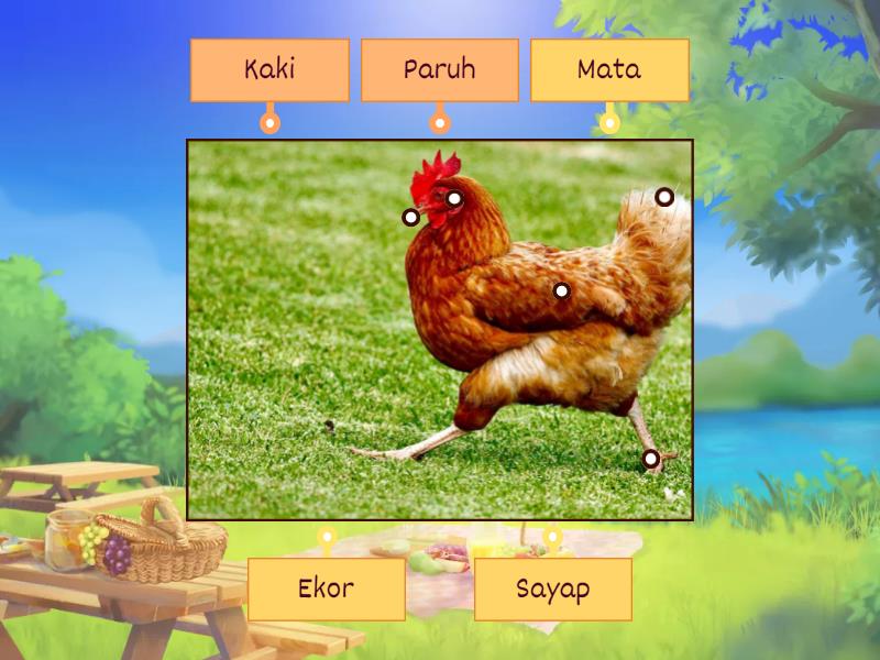 Melabel bahagian tubuh ayam - Labelled diagram