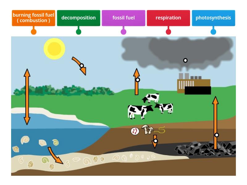 carbon cycle - Labelled diagram