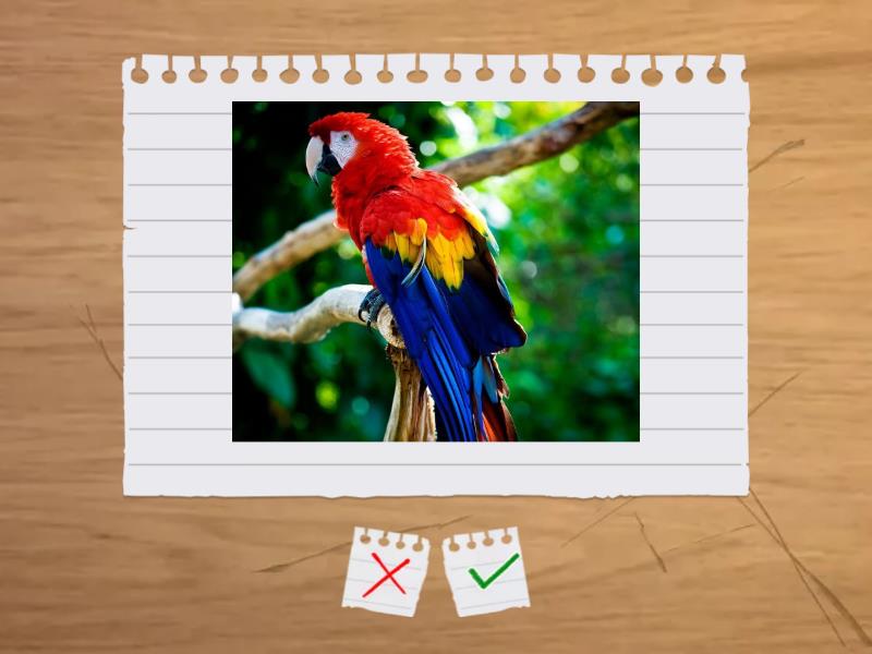 Les animaux du zoo. - Flash cards