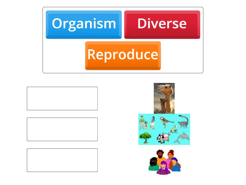 G3: Topic (5) Life Cycles and traits: Diversity and Living things ...