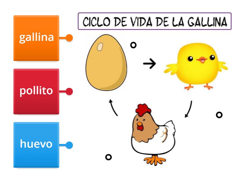 ciclo de vida de la gallina - Labelled diagram