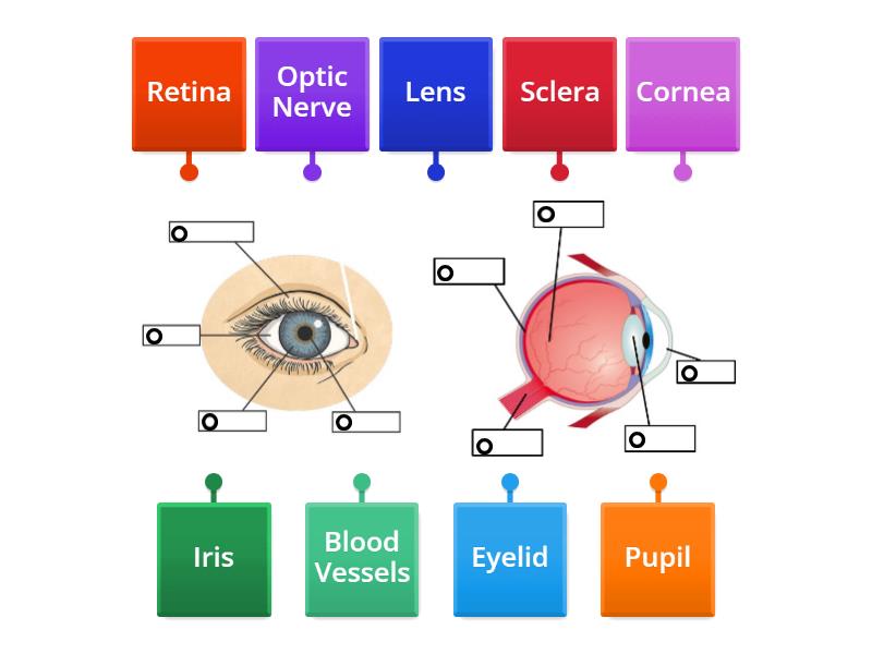 Parts of the eye - Labelled diagram