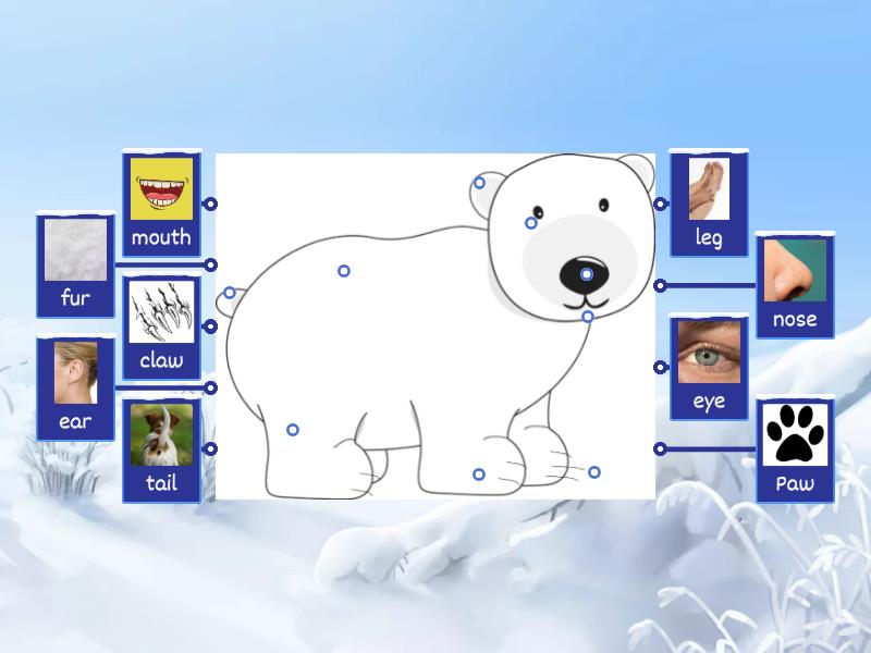 Polar bear Parts of the body - Labelled diagram