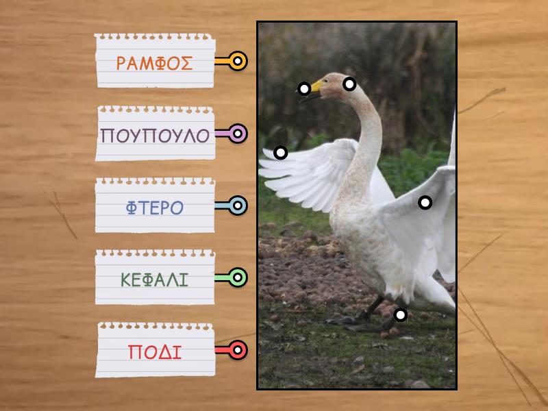 ΜΕΡΗ ΤΟΥ ΣΩΜΑΤΟΣ ΤΟΥ ΚΥΚΝΟΥ - Labelled diagram