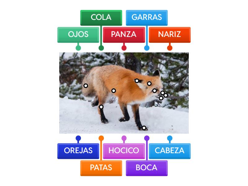 5to LAS PARTES DEL CUERPO DE LOS ANIMALES - EL ZORRO - Labelled diagram