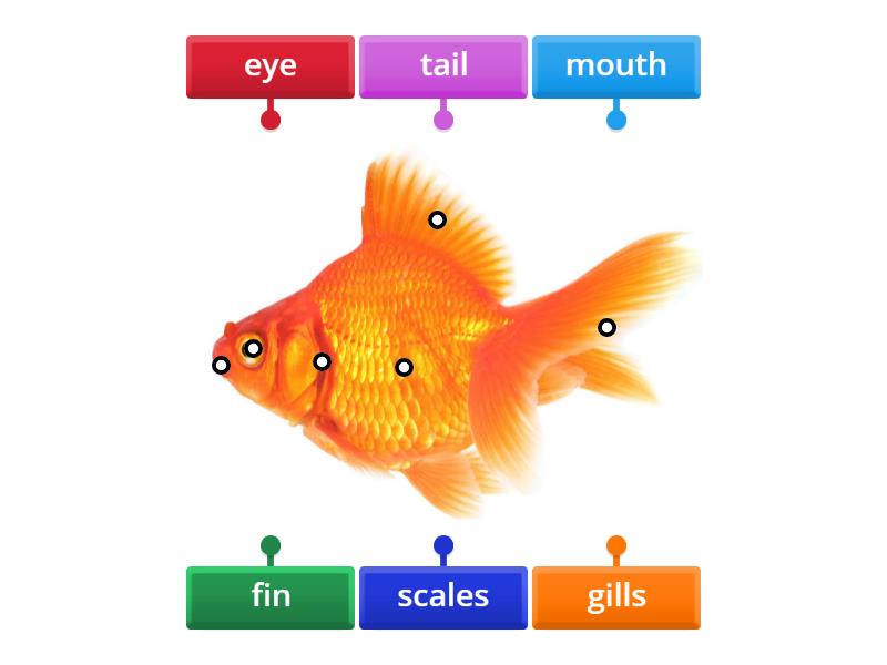 Parts of a goldfish - Labelled diagram