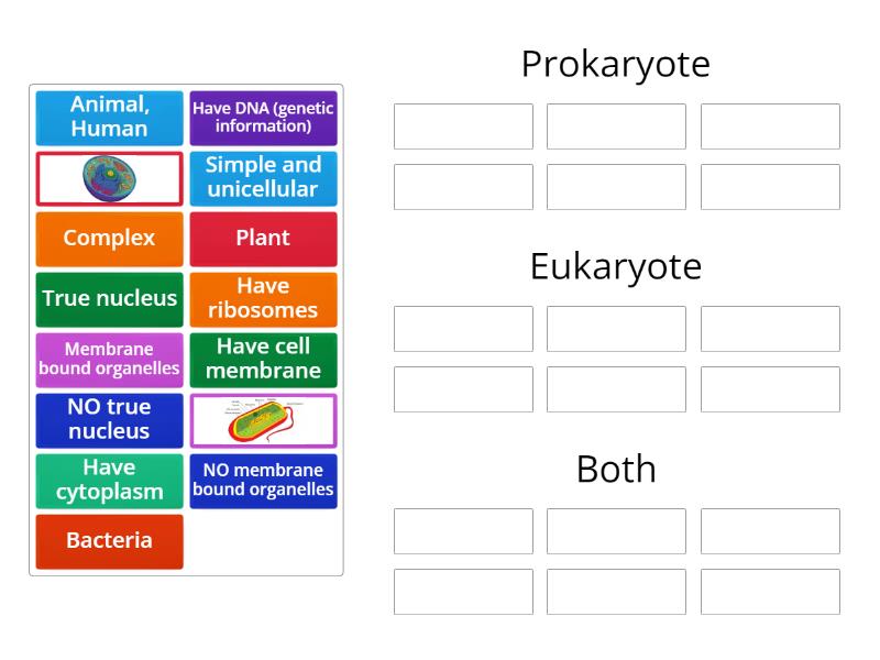 Prokaryote vs. Eukaryote Sort - Group sort
