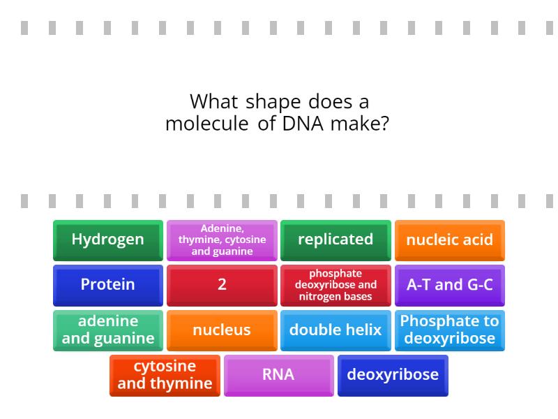 DNA Structure Review2 - Find the match