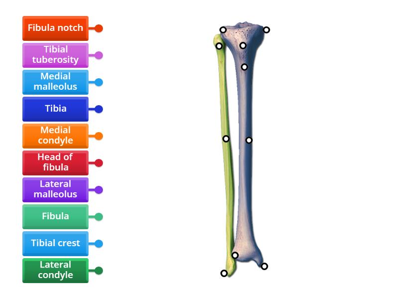 VNSA3-2.3-Tibula and fibula - Labelled diagram