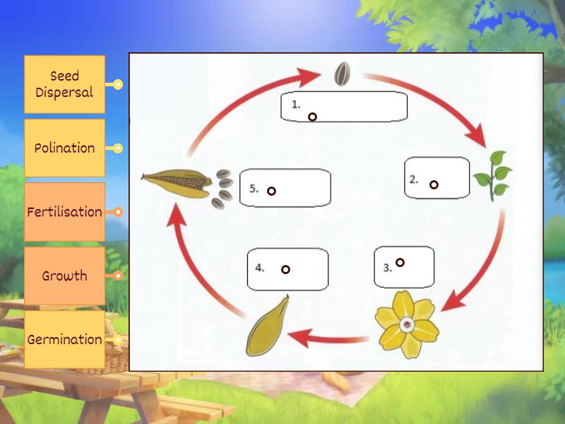 Plant life cycle - Labelled diagram
