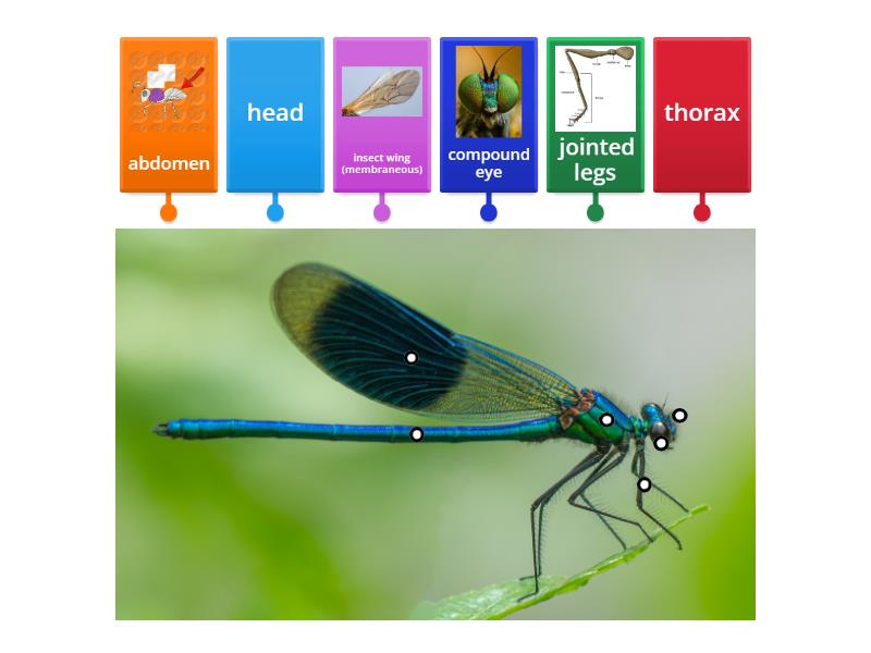 The body parts of a dragonfly - Diagrama con etiquetas