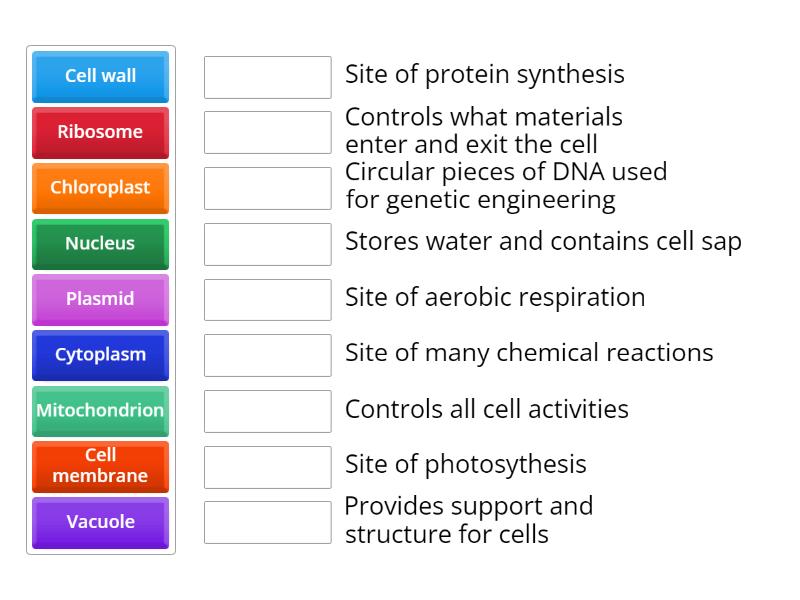 Cell Structures & Function - Match up