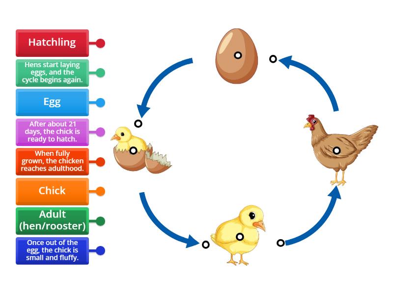 Chicken Cycle - Labelled diagram