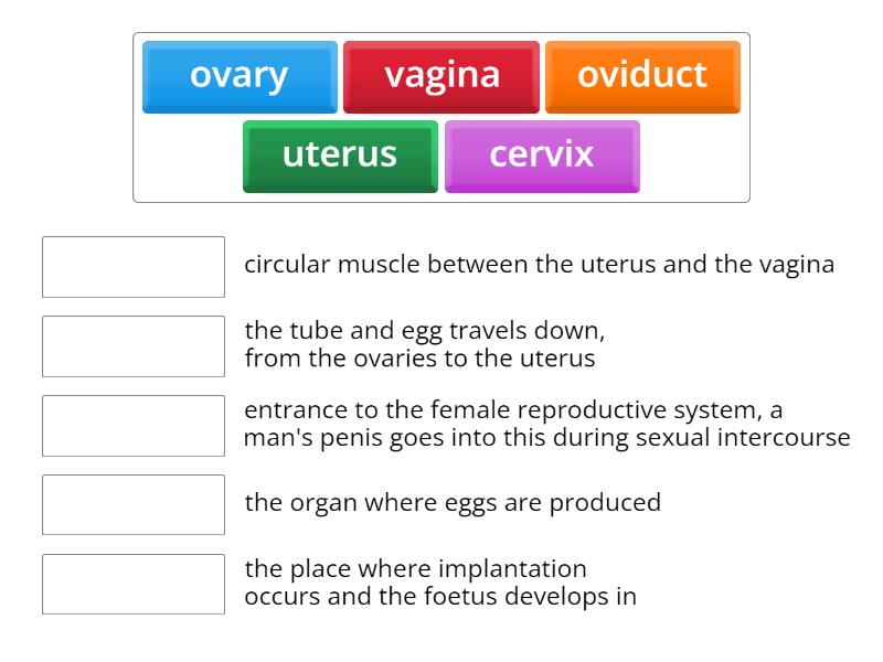 Female reproductive system functions - Match up