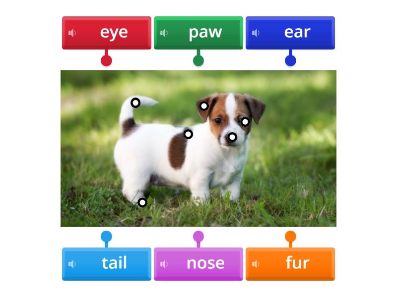 Dog parts - Labelled diagram
