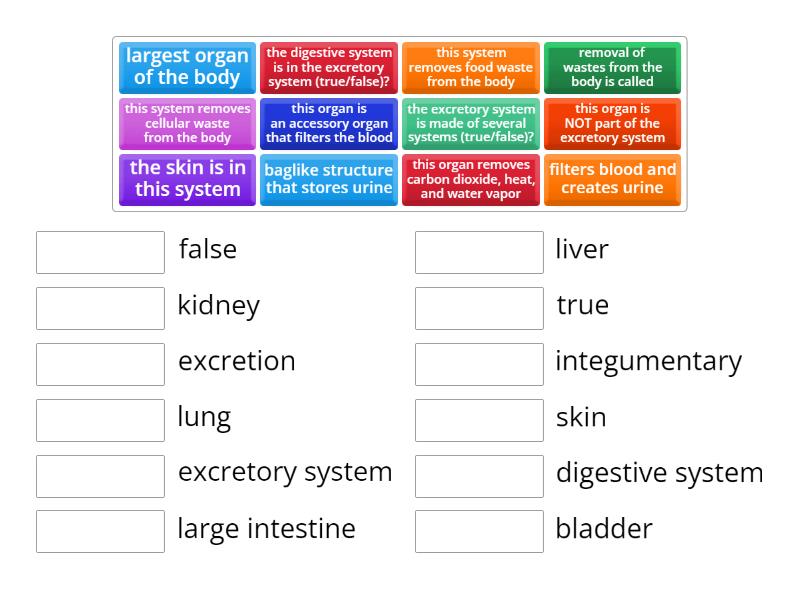 excretory system - Match up