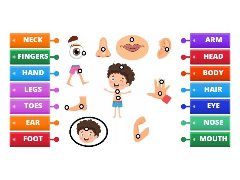 Body Parts evaluation - Labelled diagram