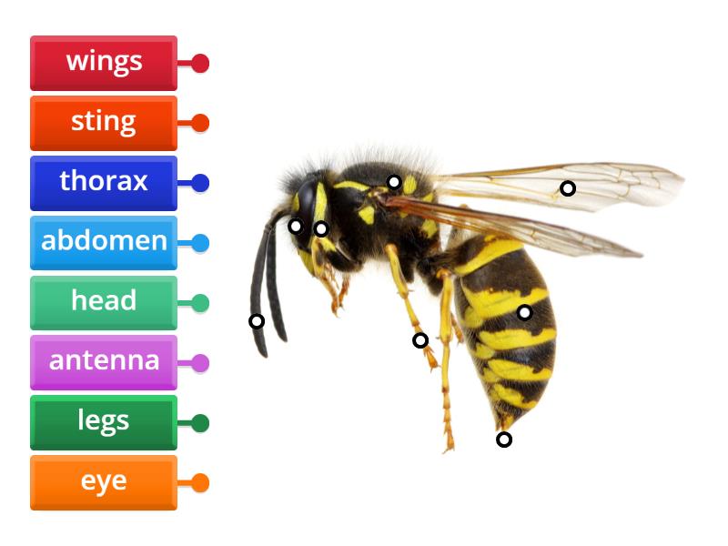 Label the wasp body parts - Diagrama con etiquetas