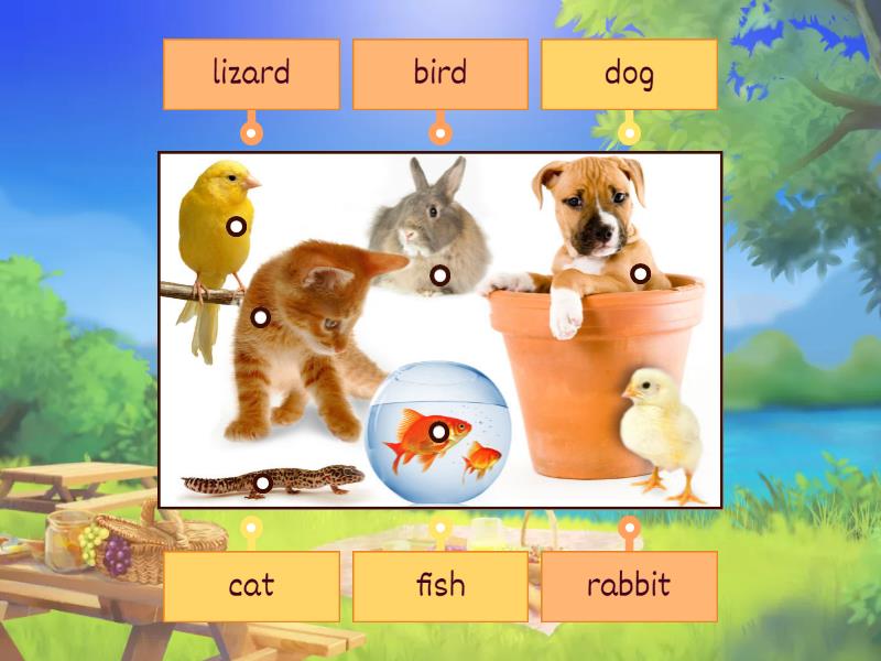 Pets - Labelled diagram