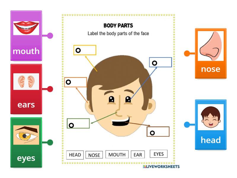 label the parts of the head - Labelled diagram