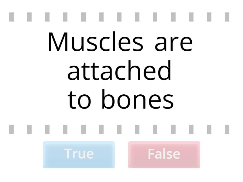 muscles - True or false
