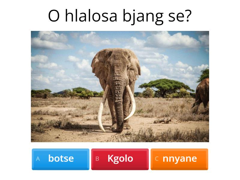 Sepedi FAL Thuto ka Mahlaodi(Adjectives) - Quiz