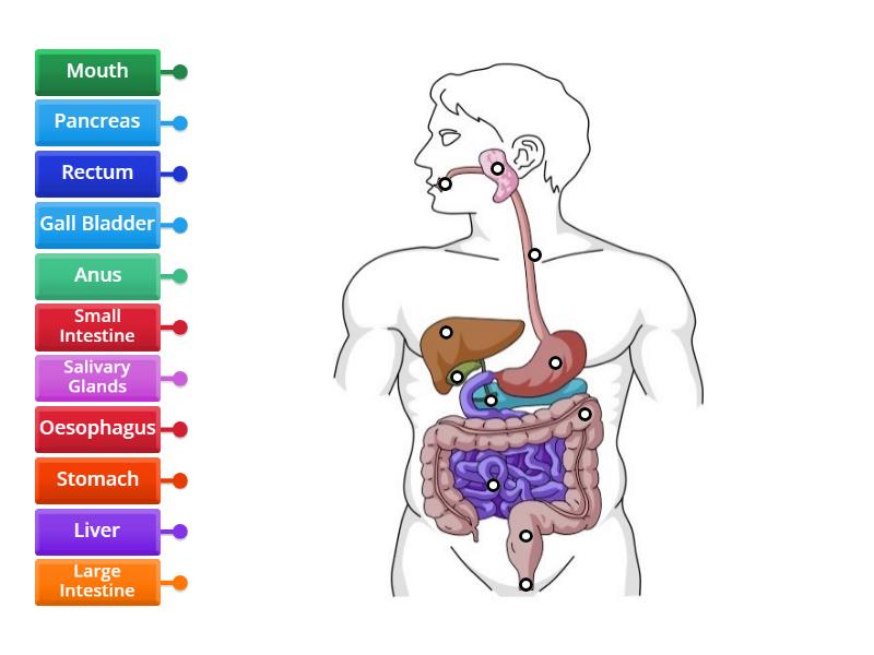 Digestive System Labelling - Labelled diagram
