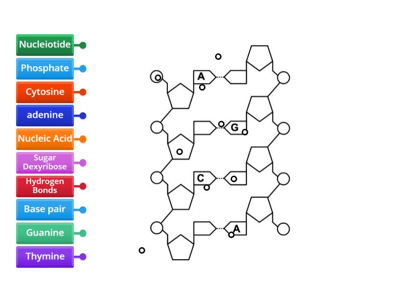 DNA Label - Labelled diagram