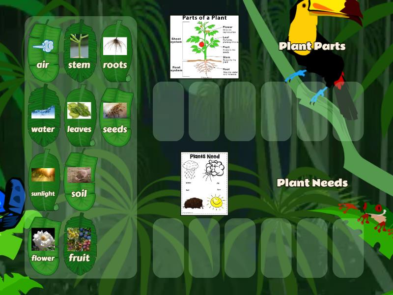 Plant Parts & Plant Needs - Group sort